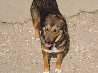 Hope VMS Elaine's Dogs | Bosnian Dog Rescue | Bosnian Dog Sanctuary