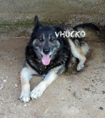 Hope VMS Elaine's Dogs | Bosnian Dog Rescue | Bosnian Dog Sanctuary